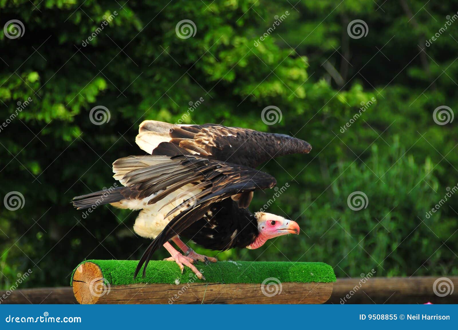 Poised para descole imagem de stock. Imagem de vôo, tesoura - 9508855