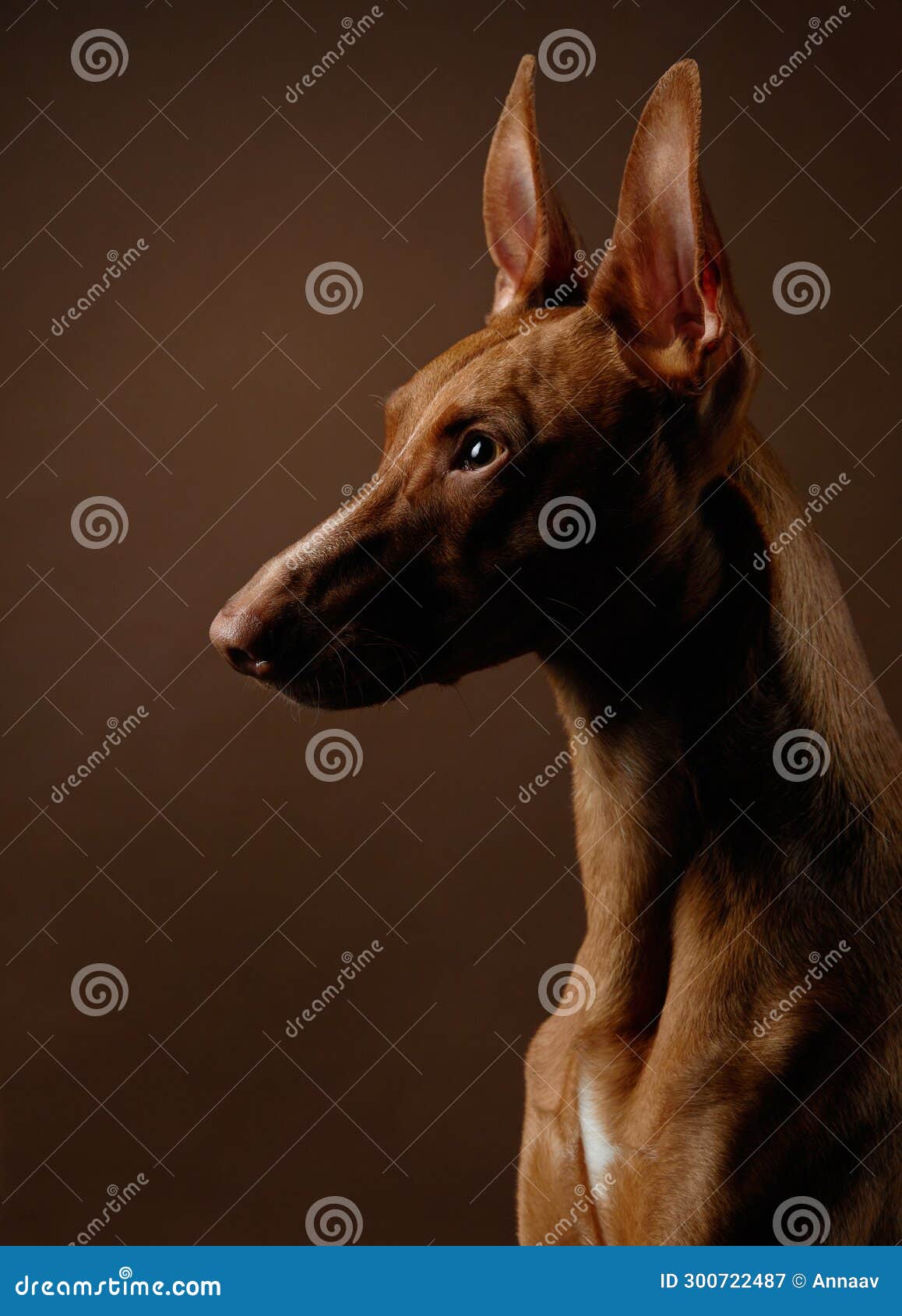 A Poised Pharaoh Hound Dog Profile Captured in a Studio Setting Stock ...