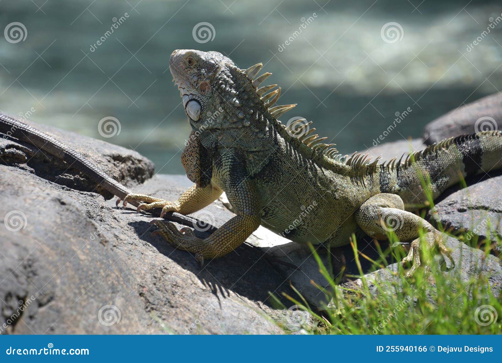 Poised and Posing Iguana on a Pair of Rocks Stock Photo - Image of ...