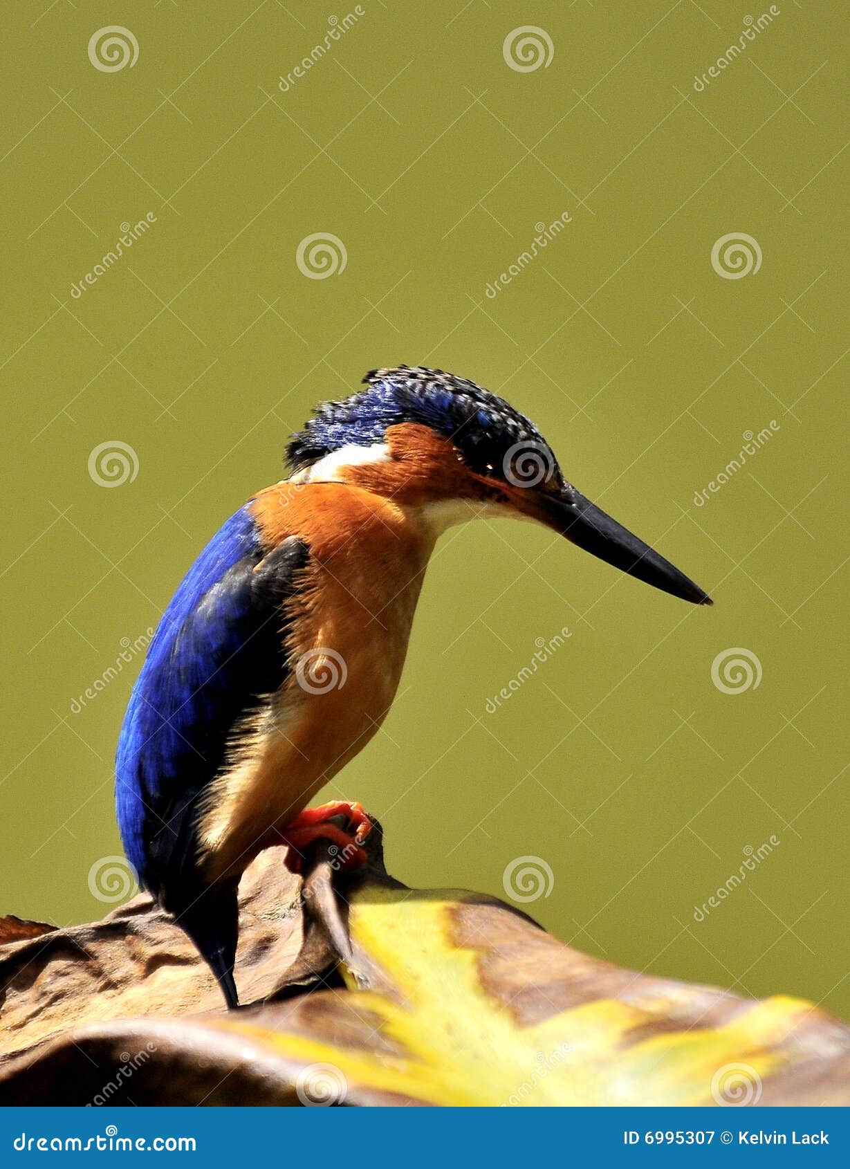 Poised to go stock image. Image of concentration, fishing - 6995307