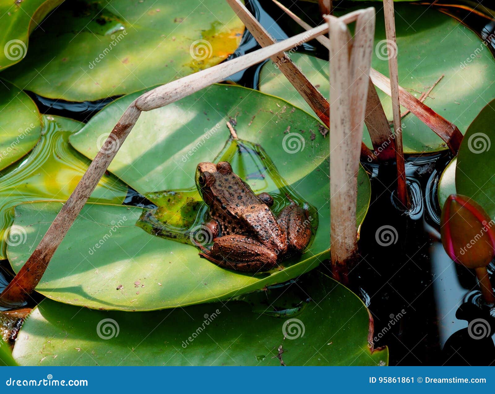 Poised to Jump stock image. Image of true, poised, frog - 95861861