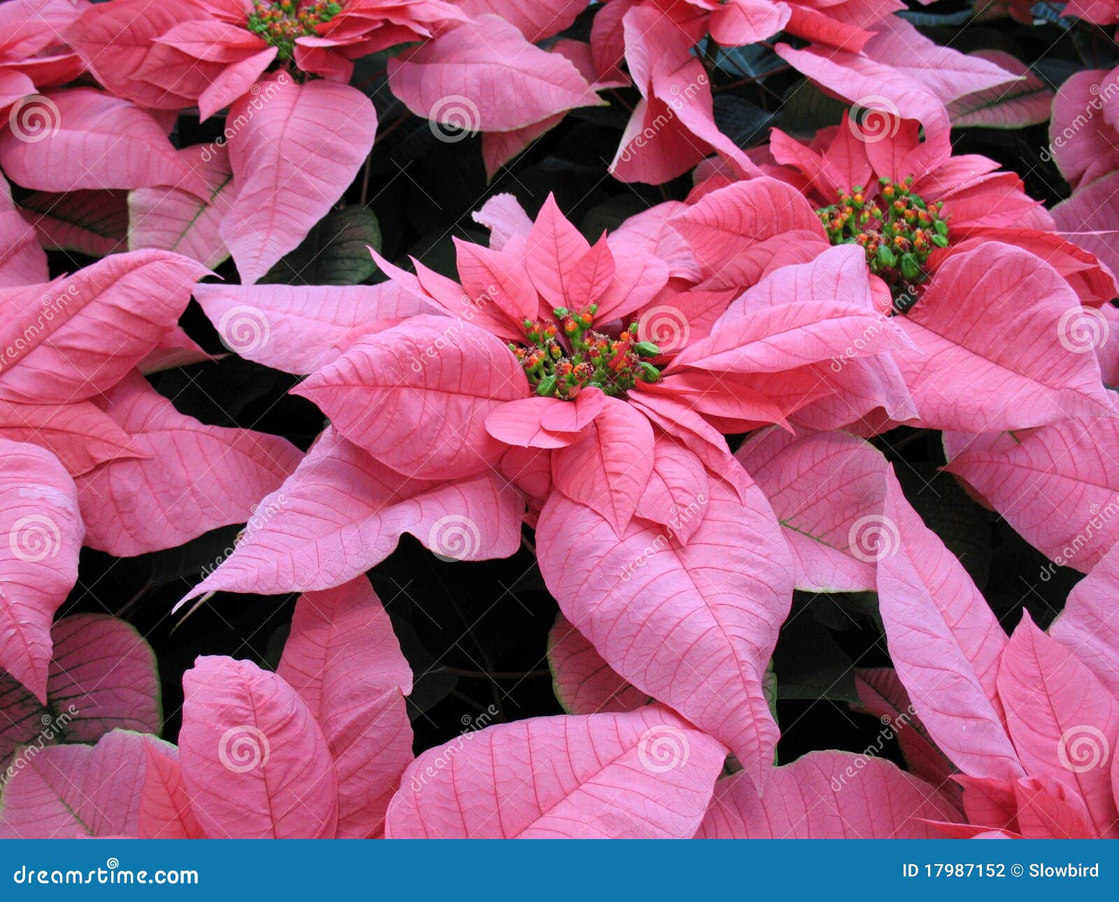 Poisettia leaves stock photo. Image of festive, blossom - 17987152