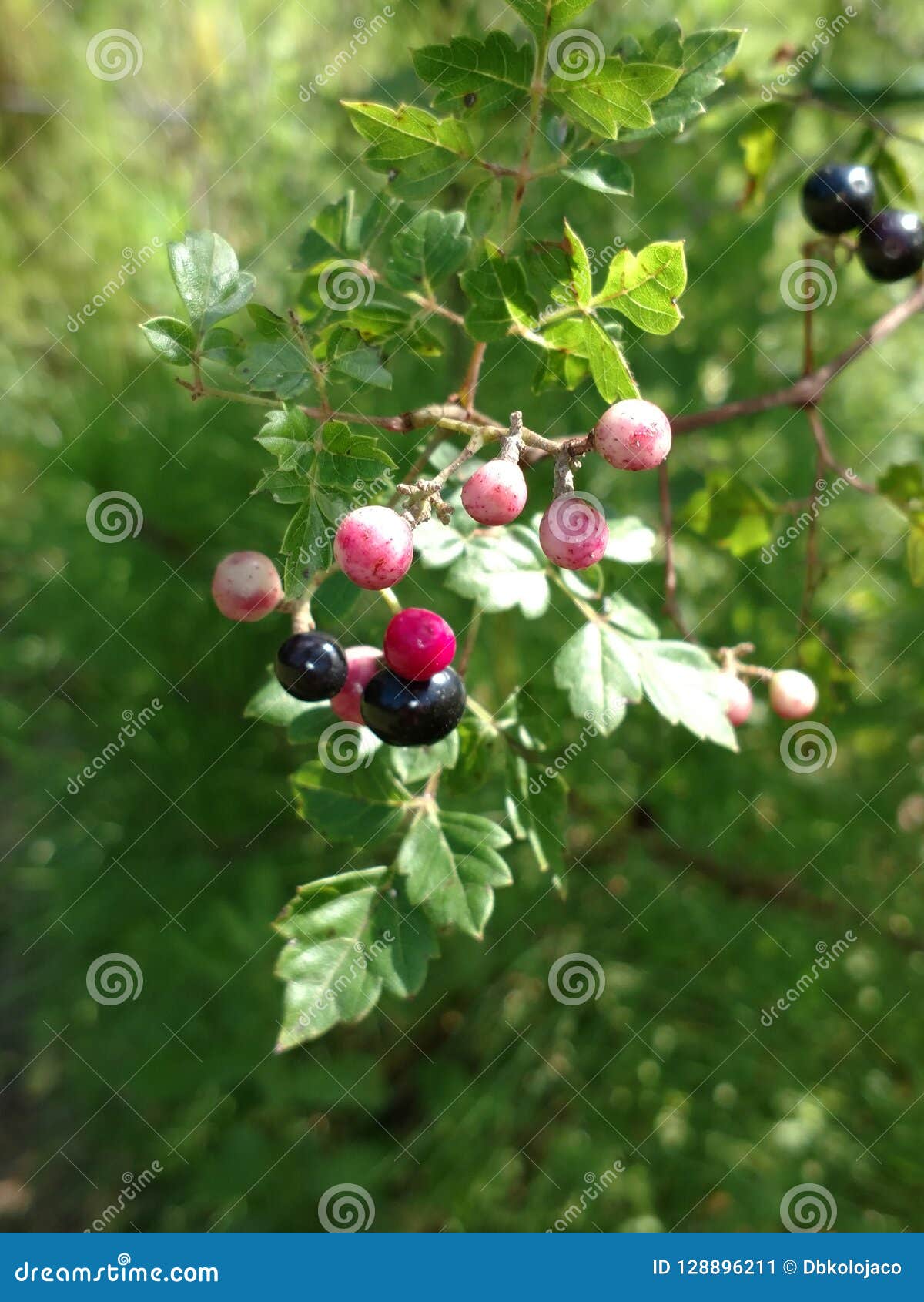 Poisin stock image. Image of poisonous, poisin, plants - 128896211