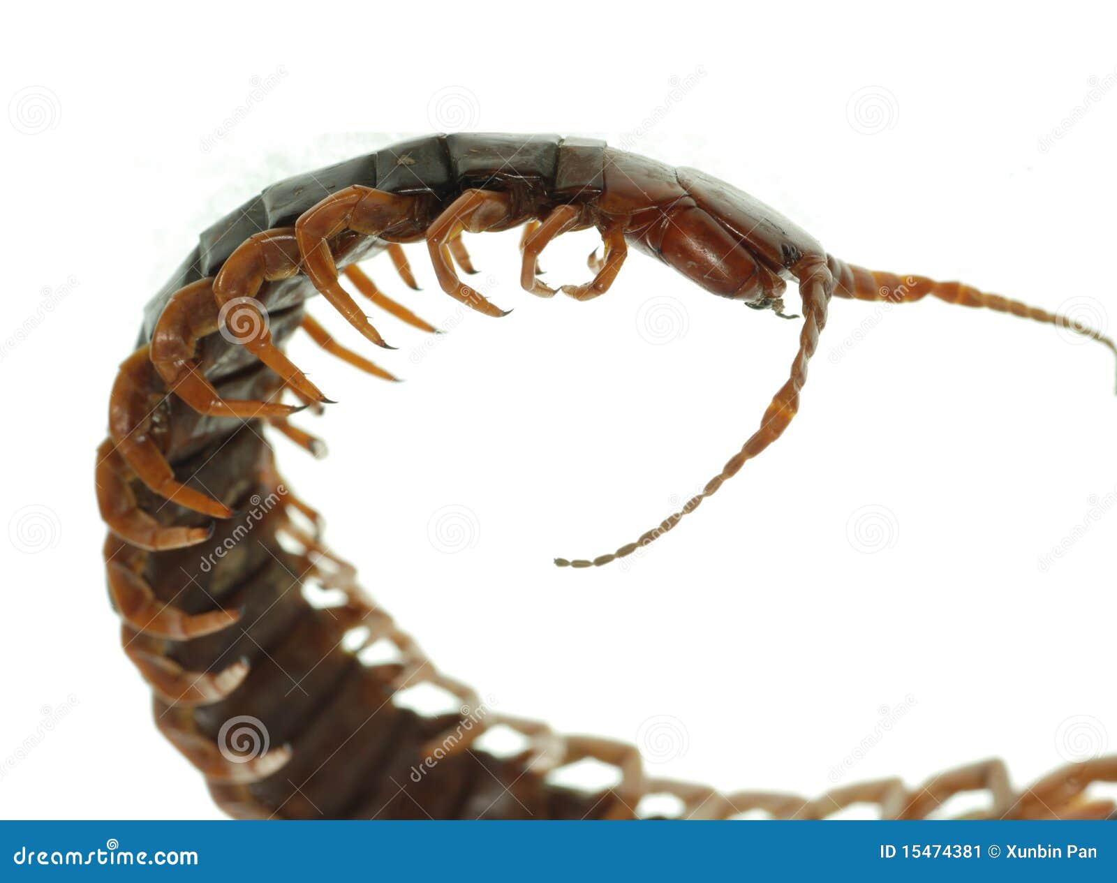 Poison animal centipede stock image. Image of body, centipede - 15474381