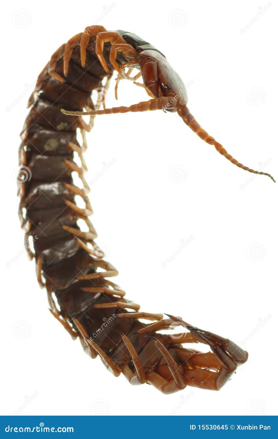 Poison animal centipede stock image. Image of crawl, arthropod - 15530645