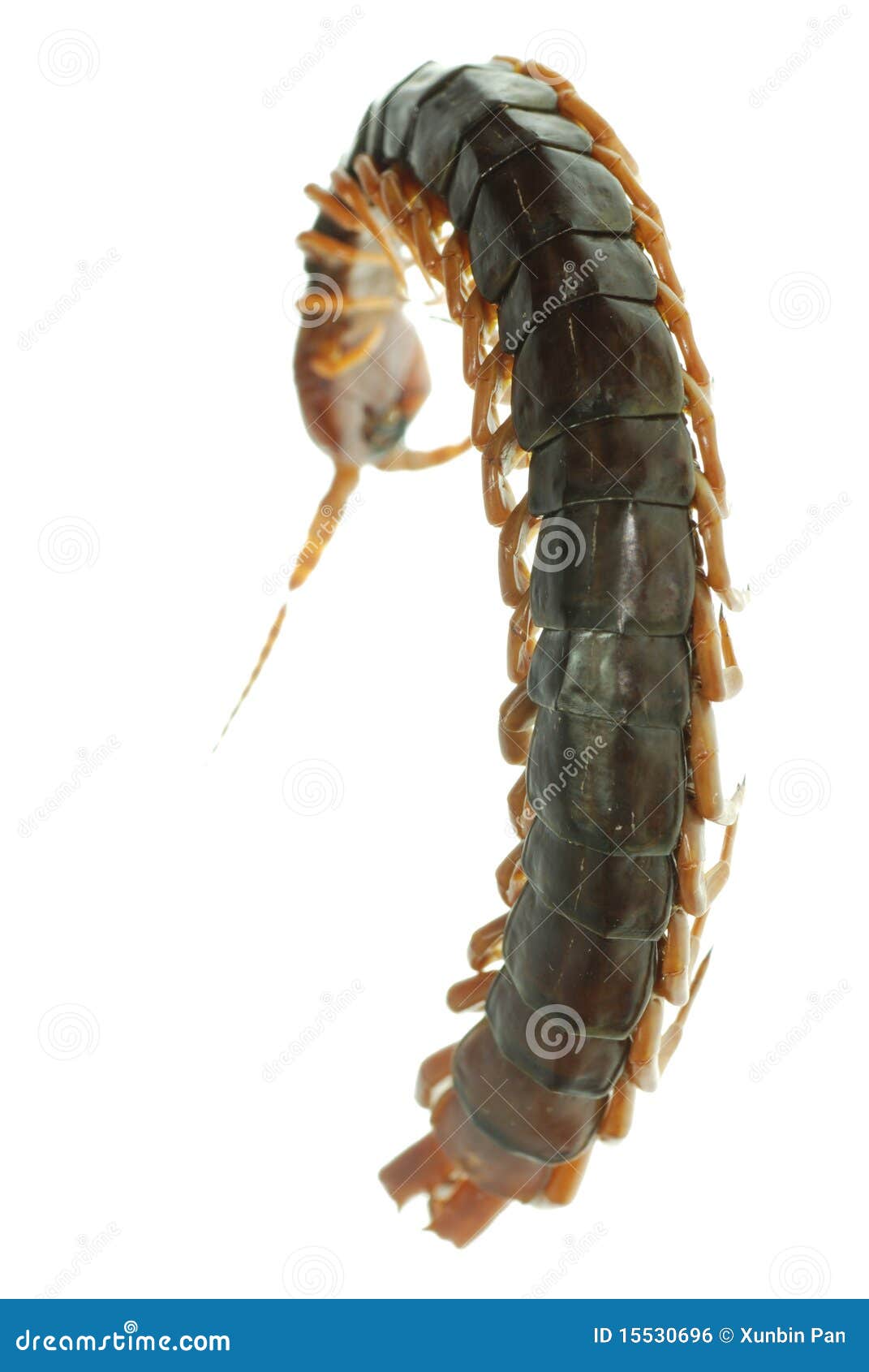 Poison animal centipede stock photo. Image of nature - 15530696