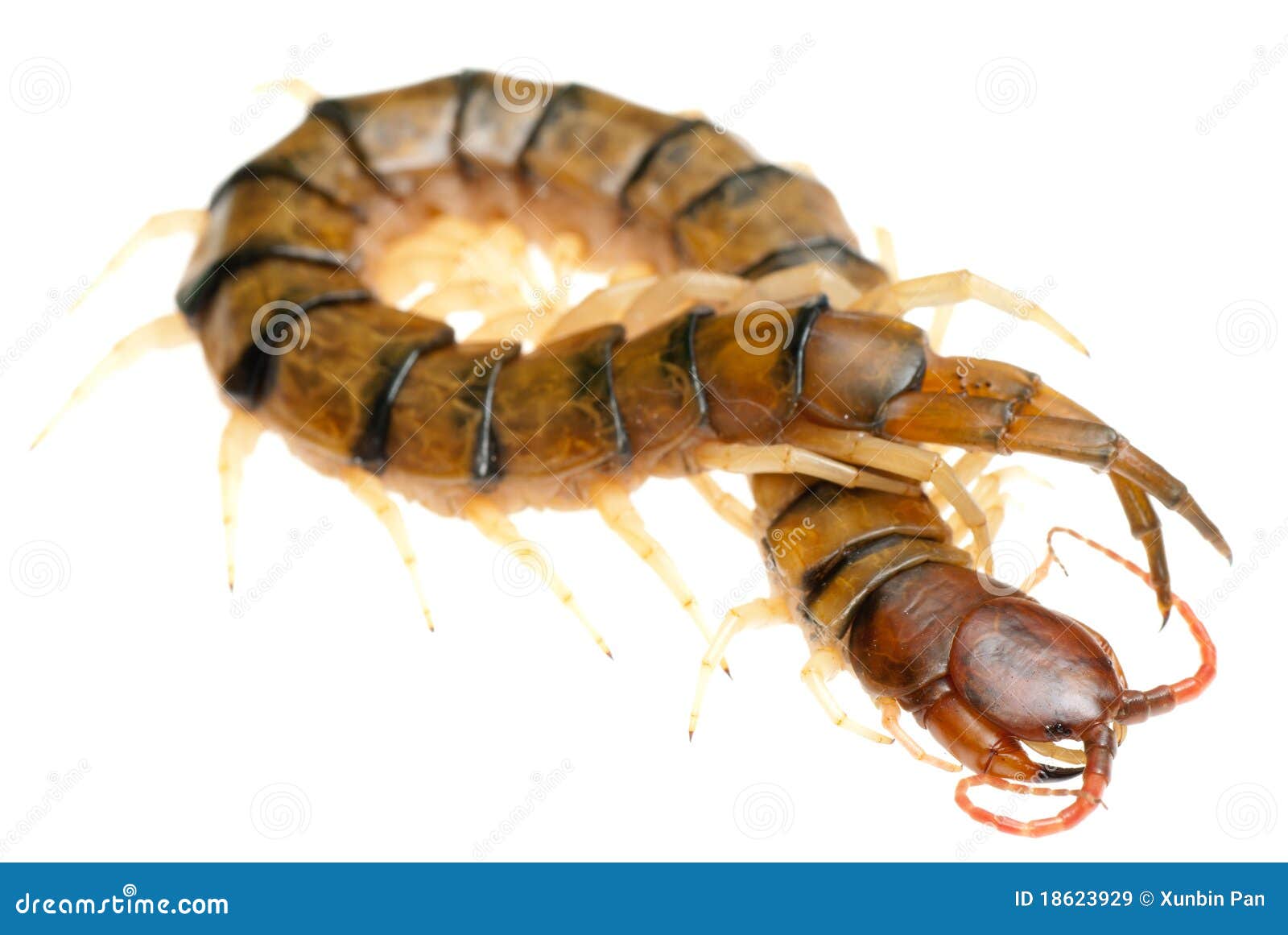 Poison animal centipede stock image. Image of creepy - 18623929