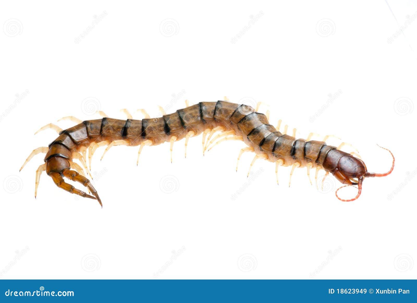 Poison animal centipede stock image. Image of critter - 18623949