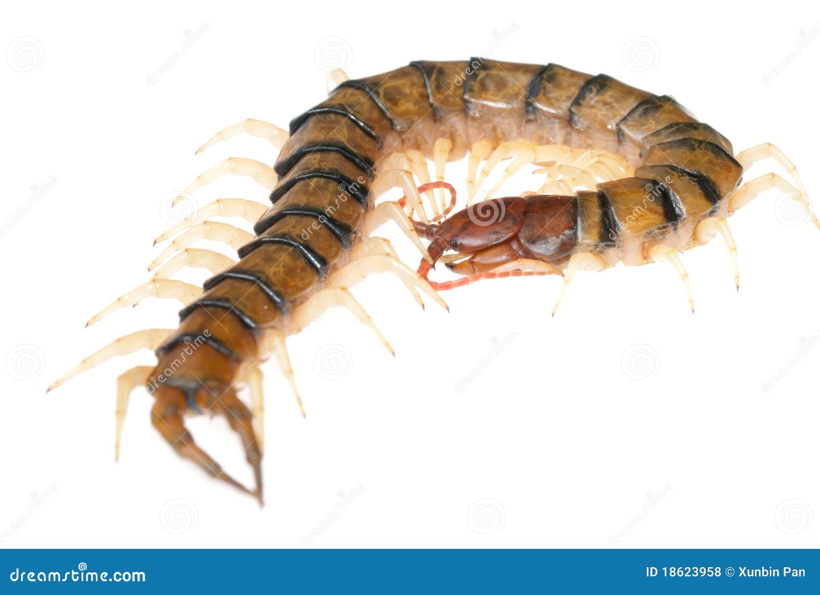 Poison animal centipede stock photo. Image of body, orange - 18623958