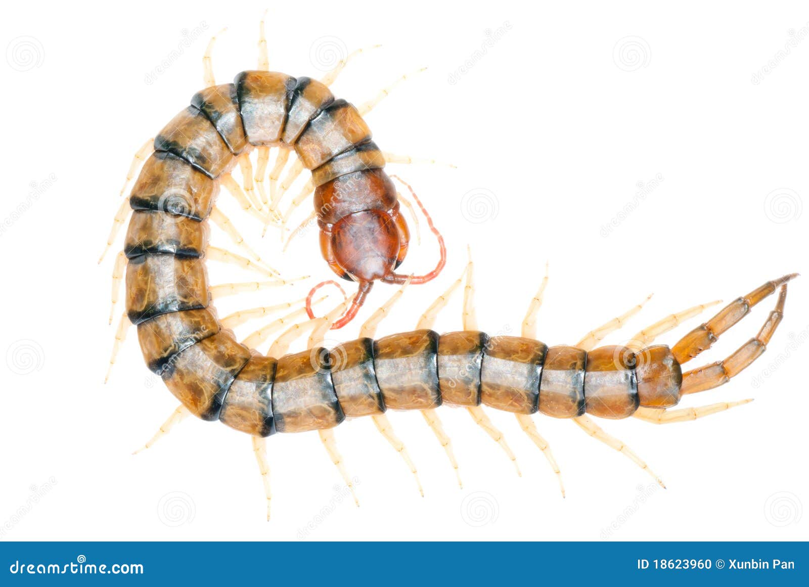Poison animal centipede stock photo. Image of invertebrate - 18623960