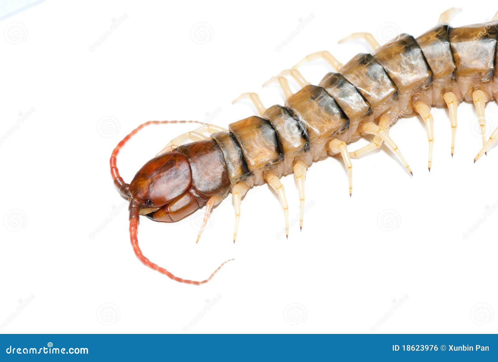 Poison animal centipede stock photo. Image of millipede - 18623976