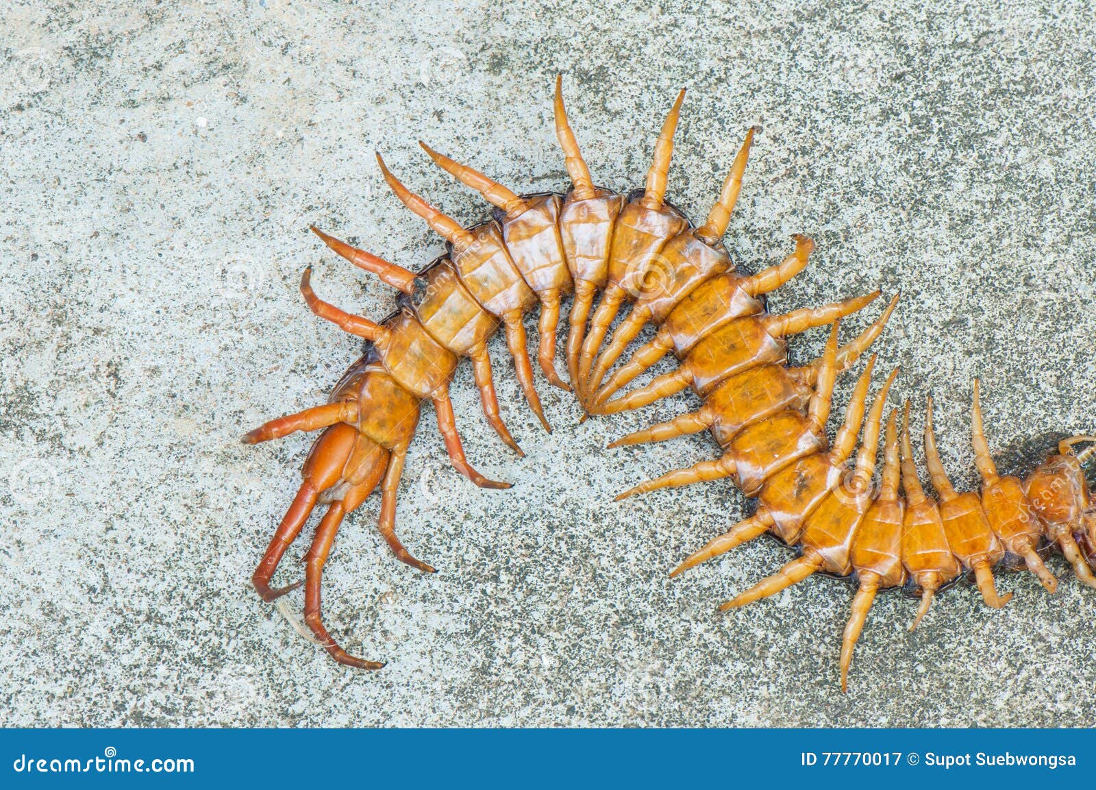 Poison animal centipede stock image. Image of macro, outdoors - 77770017