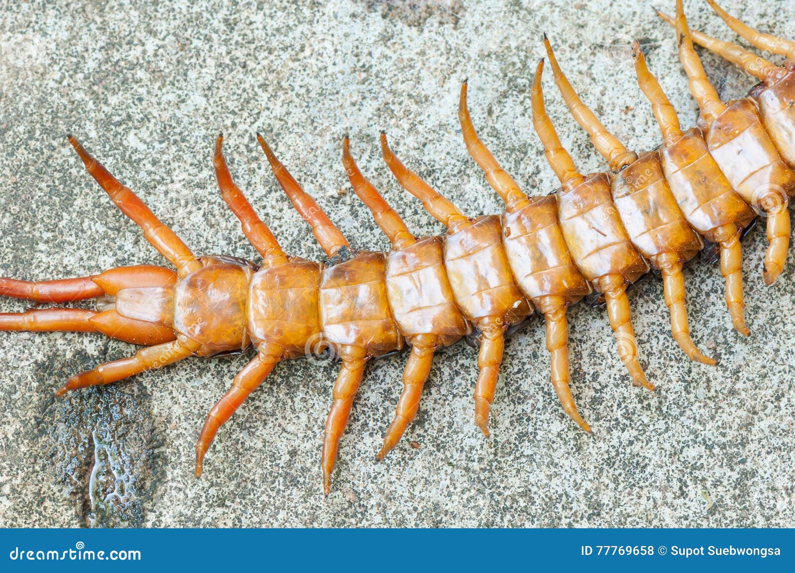 Poison animal centipede stock photo. Image of wildlife - 77769658