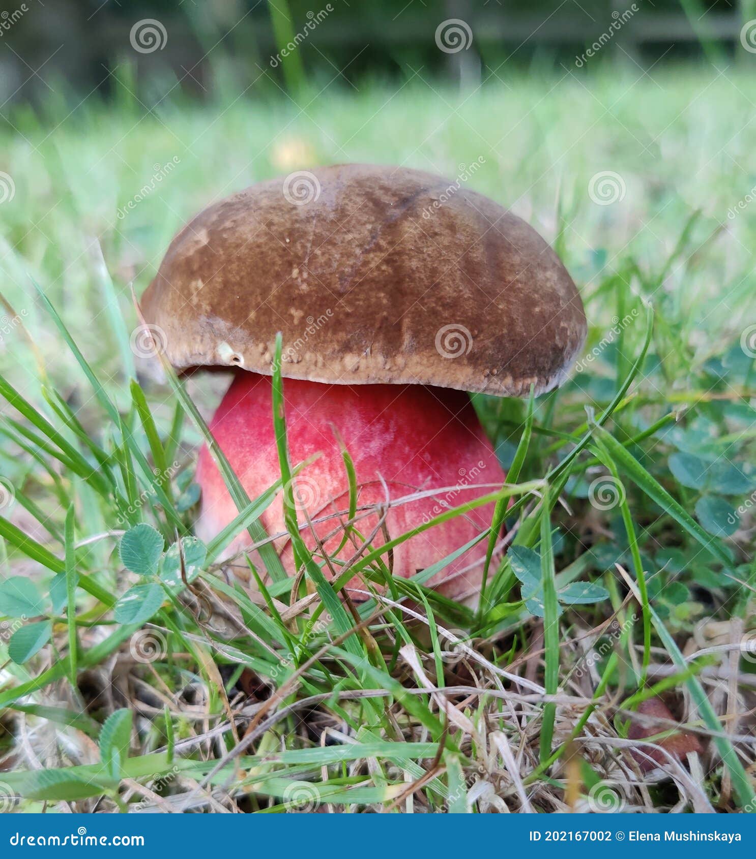 Poison Attractive Grass Mushroom Stock Photo - Image of attractive ...