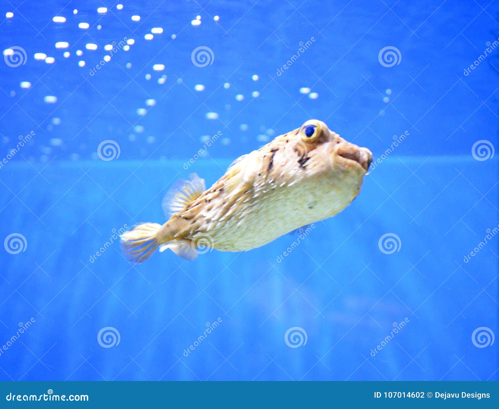 Poison Blowfish Blowing Bubbles Under the Water Stock Photo - Image of ...