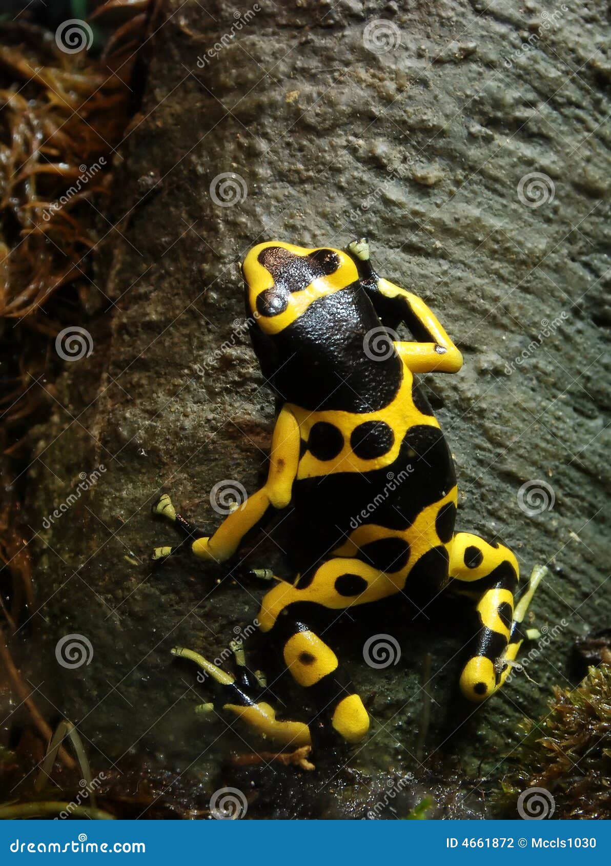 Poison Dart Frog 2138 stock photo. Image of bumble, wildlife - 4661872