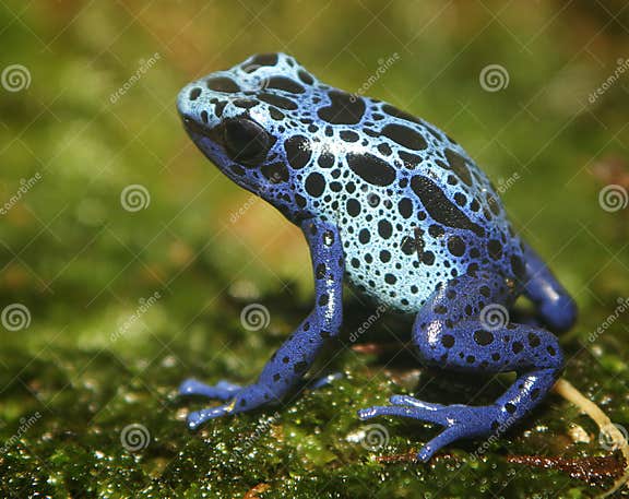 Poison Dart Frog stock image. Image of slimy, colour, metamorphosis ...