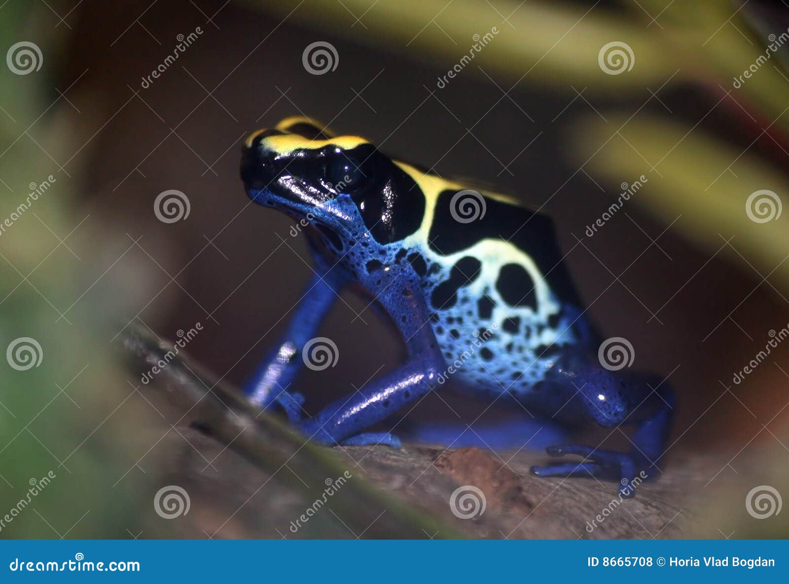 Dendrobates Tinctorius Powder Blue Dyeing Poison Arrow Frog Stock Photo ...