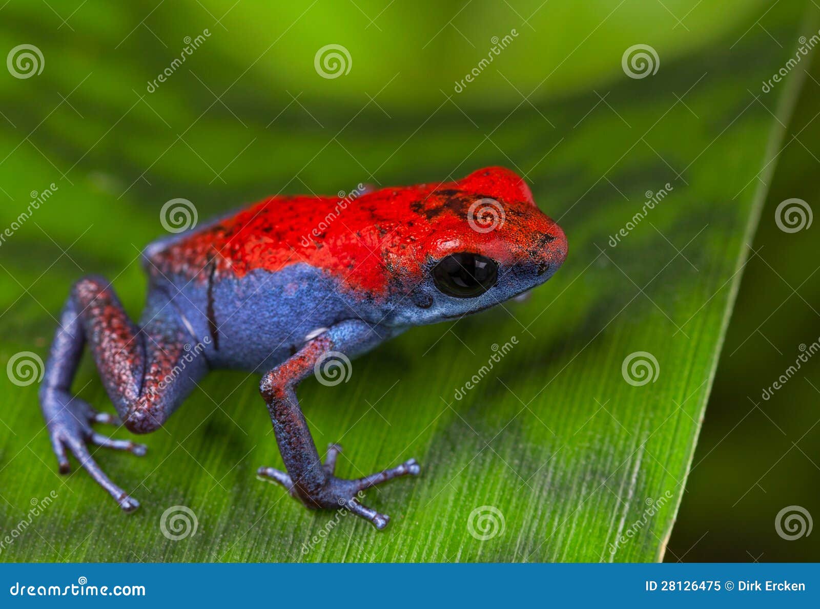 Poison dart frog Escudo stock image. Image of jungle - 28126475