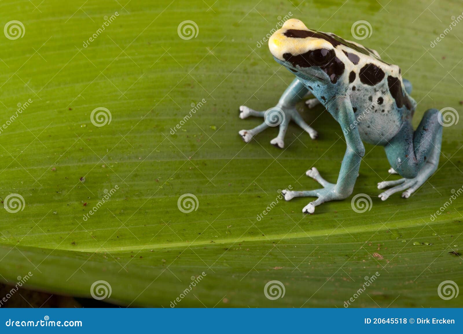 Poison Dart Frog on Green Leaf in Amazon Jungle Stock Photo - Image of ...
