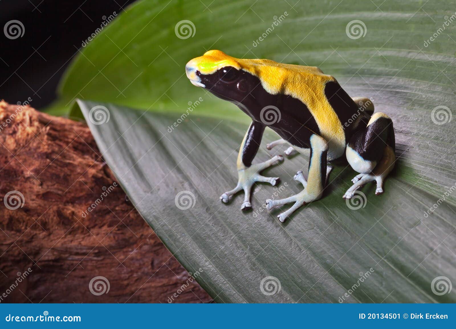 Poison Dart Frog on Leaf in Amazon Rain Forest Stock Image - Image of ...
