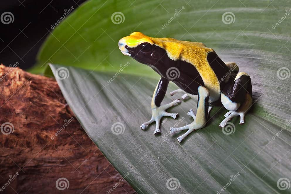Poison Dart Frog on Leaf in Amazon Rain Forest Stock Image - Image of ...