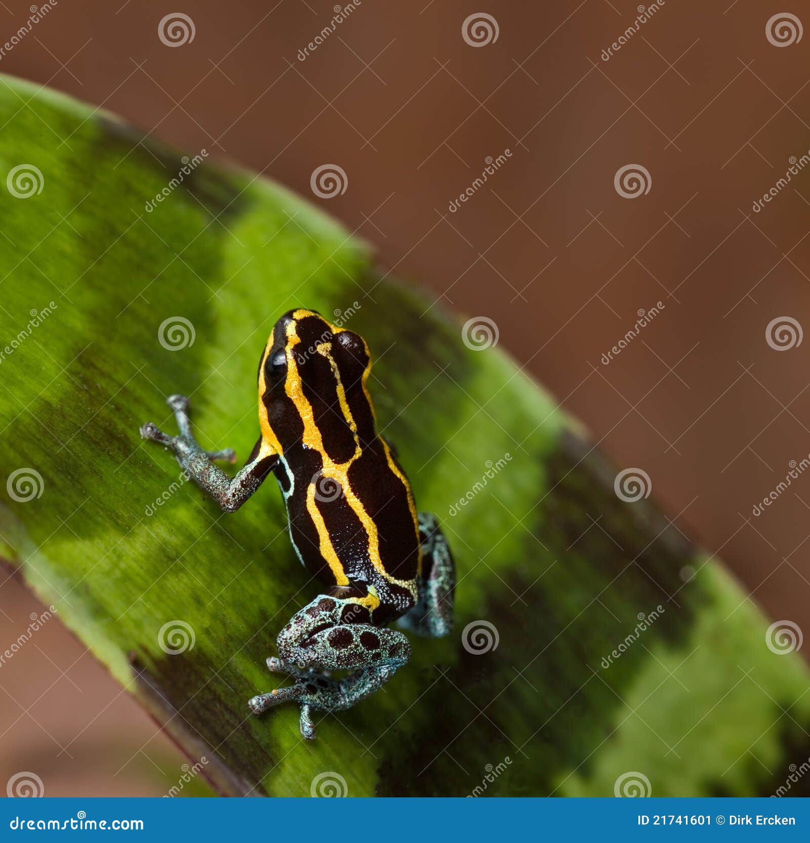 Poison Dart Frog Poisonous Animal of Amazon Jungle Stock Image - Image ...