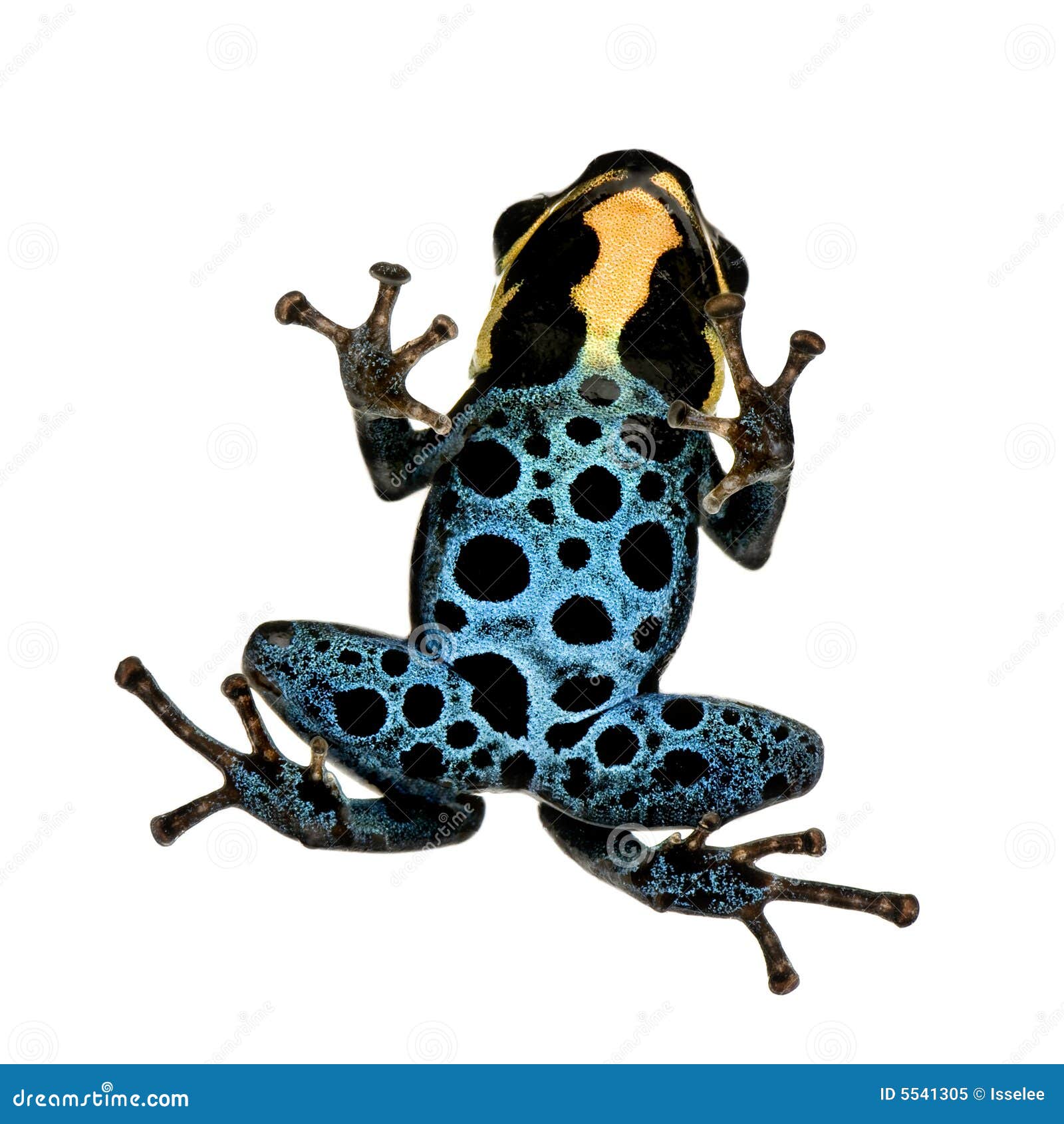 Dendrob Stock Photos - Free & Royalty-Free Stock Photos from Dreamstime