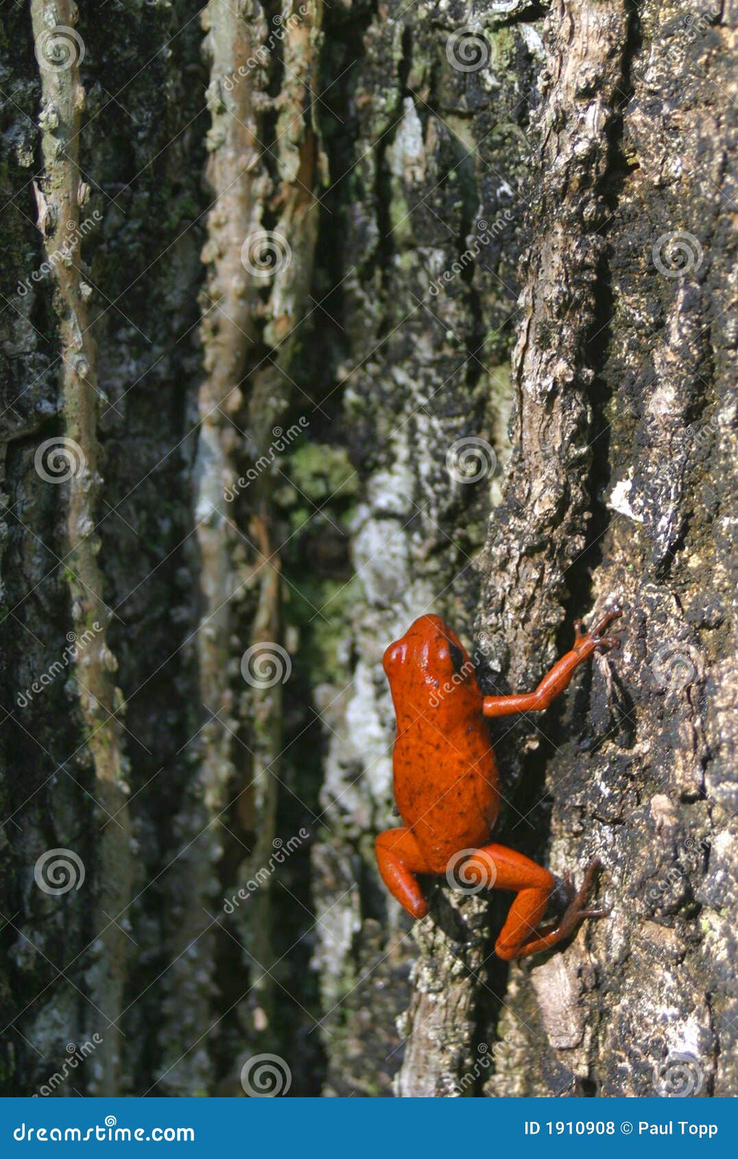 Poison Dart Frog on Tree Trunk Stock Photo - Image of poisonous ...