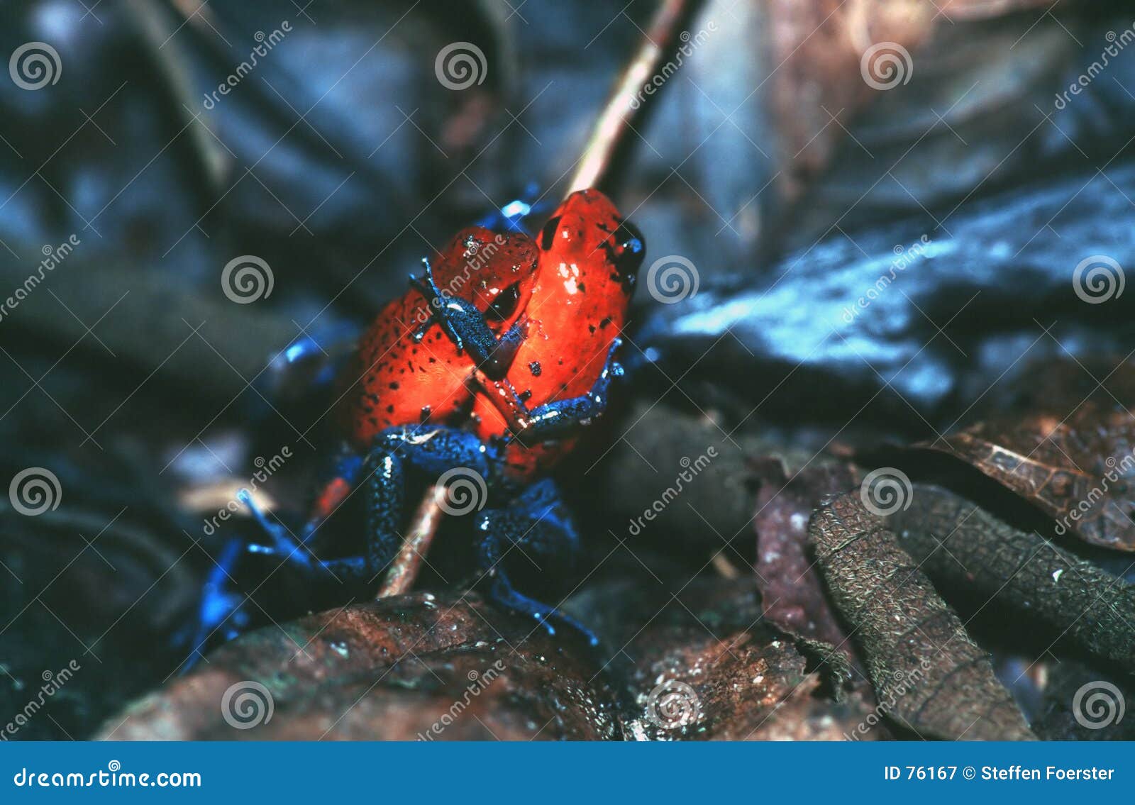 Poison Dart Frogs stock image. Image of fight, wrestling - 76167