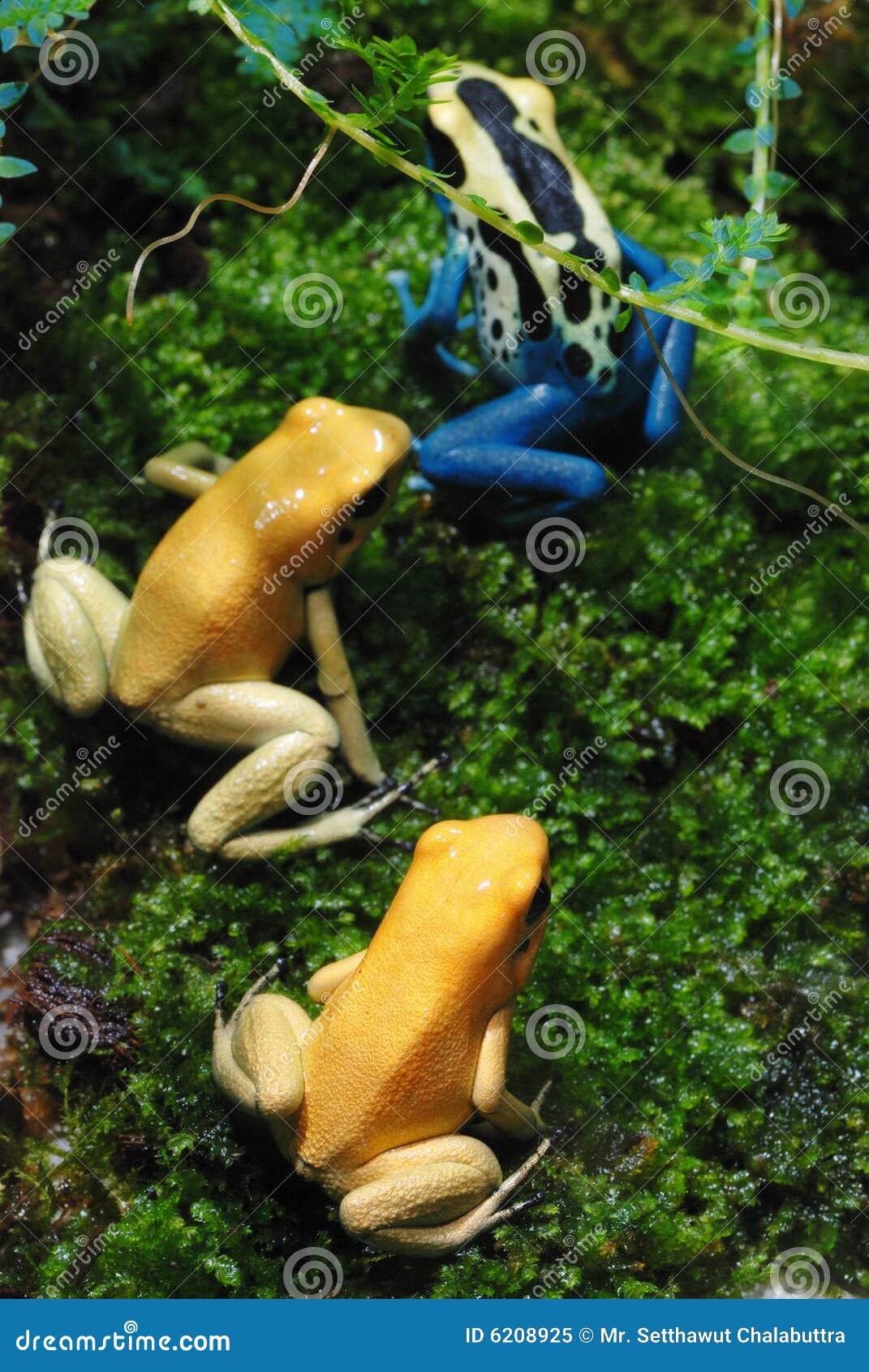 Smilling Frog Stock Photos - Free & Royalty-Free Stock Photos from ...