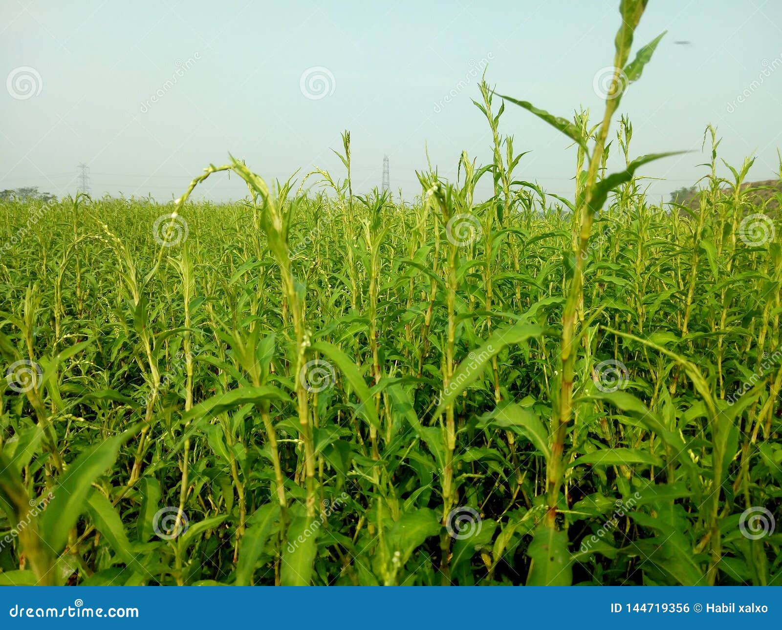 Poison Green Grass on the Field Ground Stock Photo - Image of poison ...