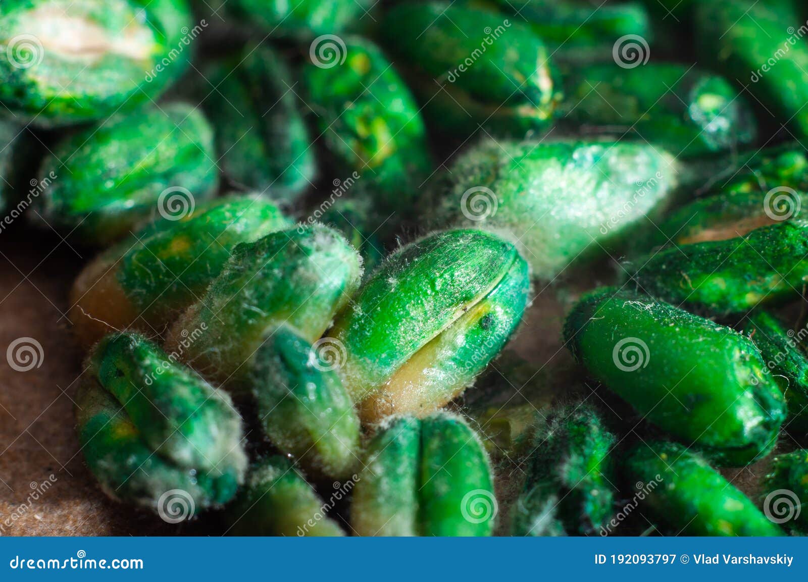 Poison Green for Pests of Rats and Mice, Close-up Stock Image - Image ...