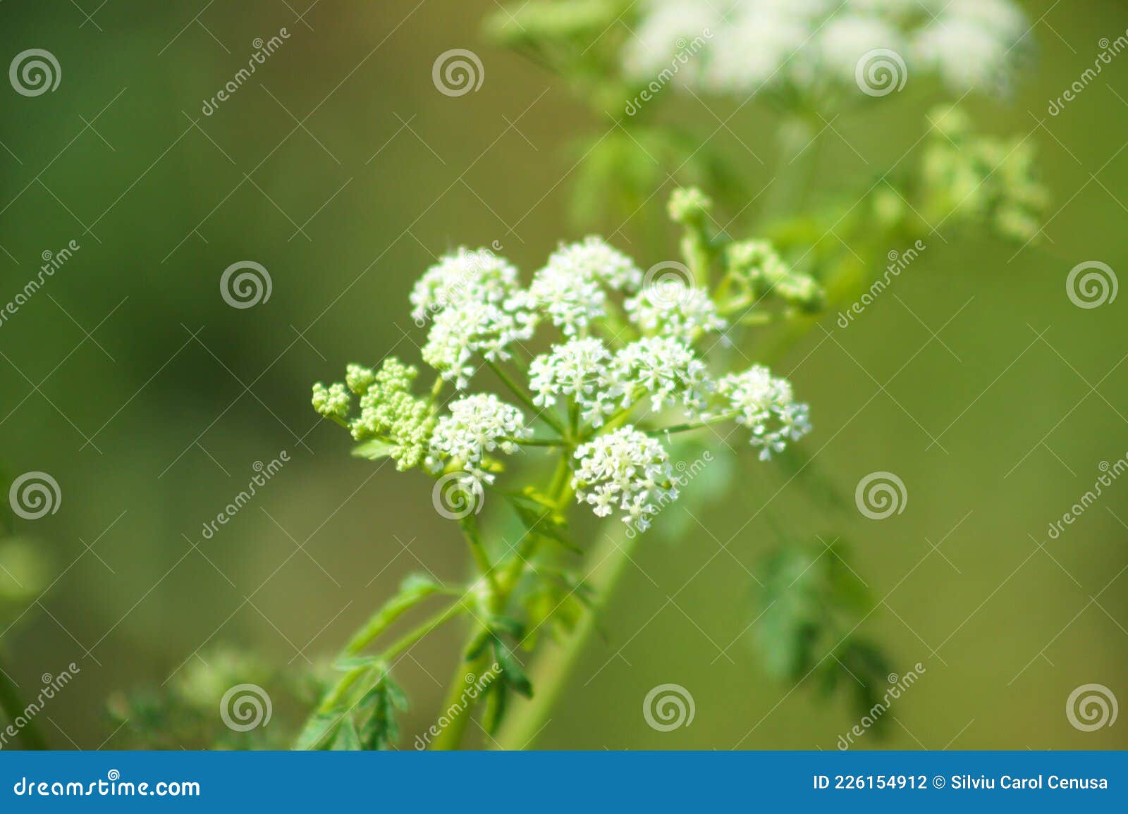 Poison Hemlock in Bloom Closeup View with Selective Focus Foreground ...