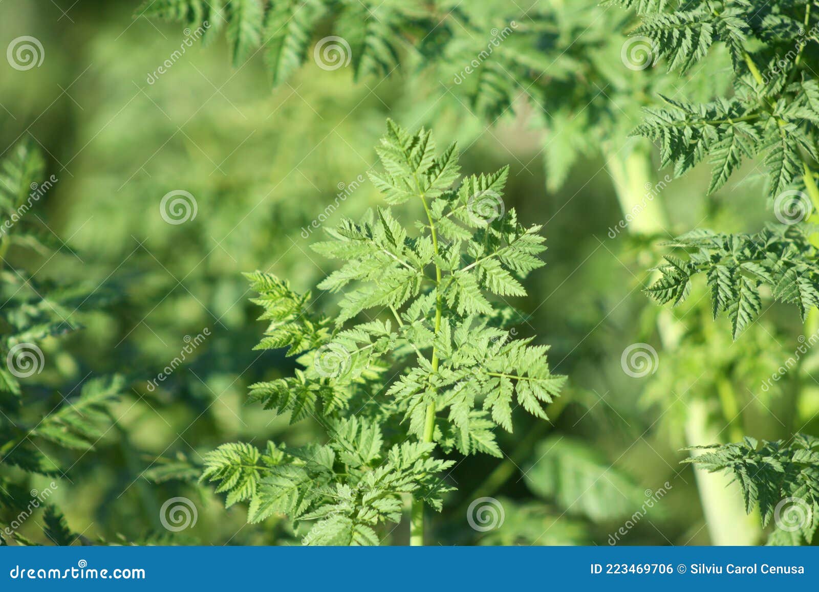 Poison Hemlock Leaves Closeup View with Selective Focus Background ...