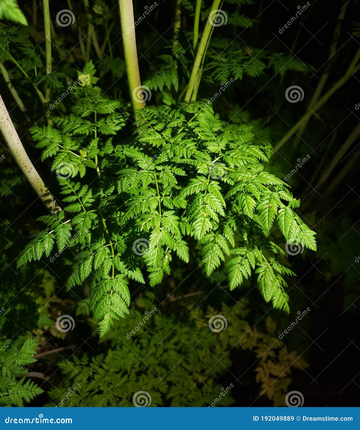 Poison Hemlock Leaves Royalty-Free Stock Image | CartoonDealer.com ...