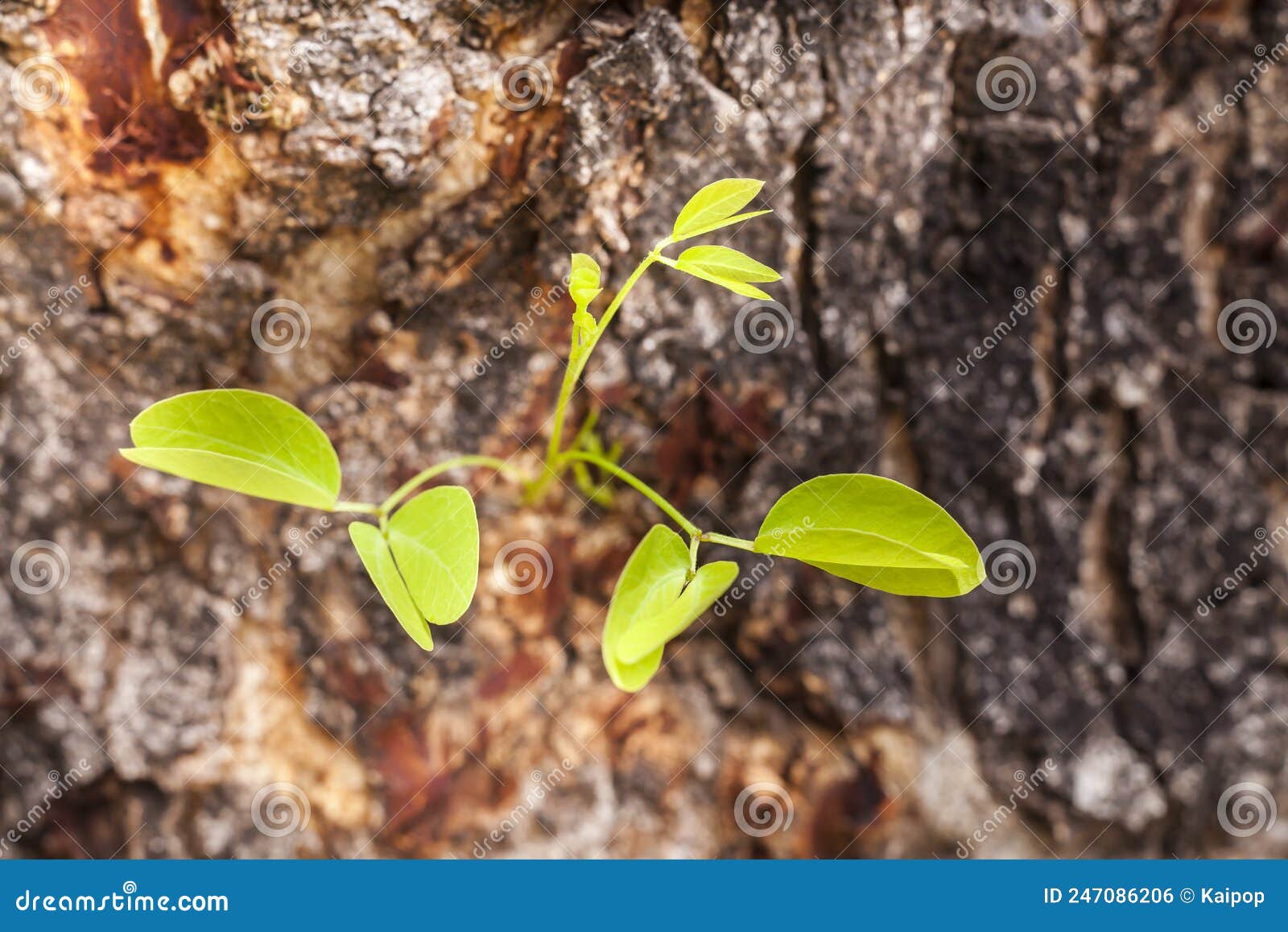 Poison Ivy Near a River Bank, Virginia Stock Photo - Image of virginia ...