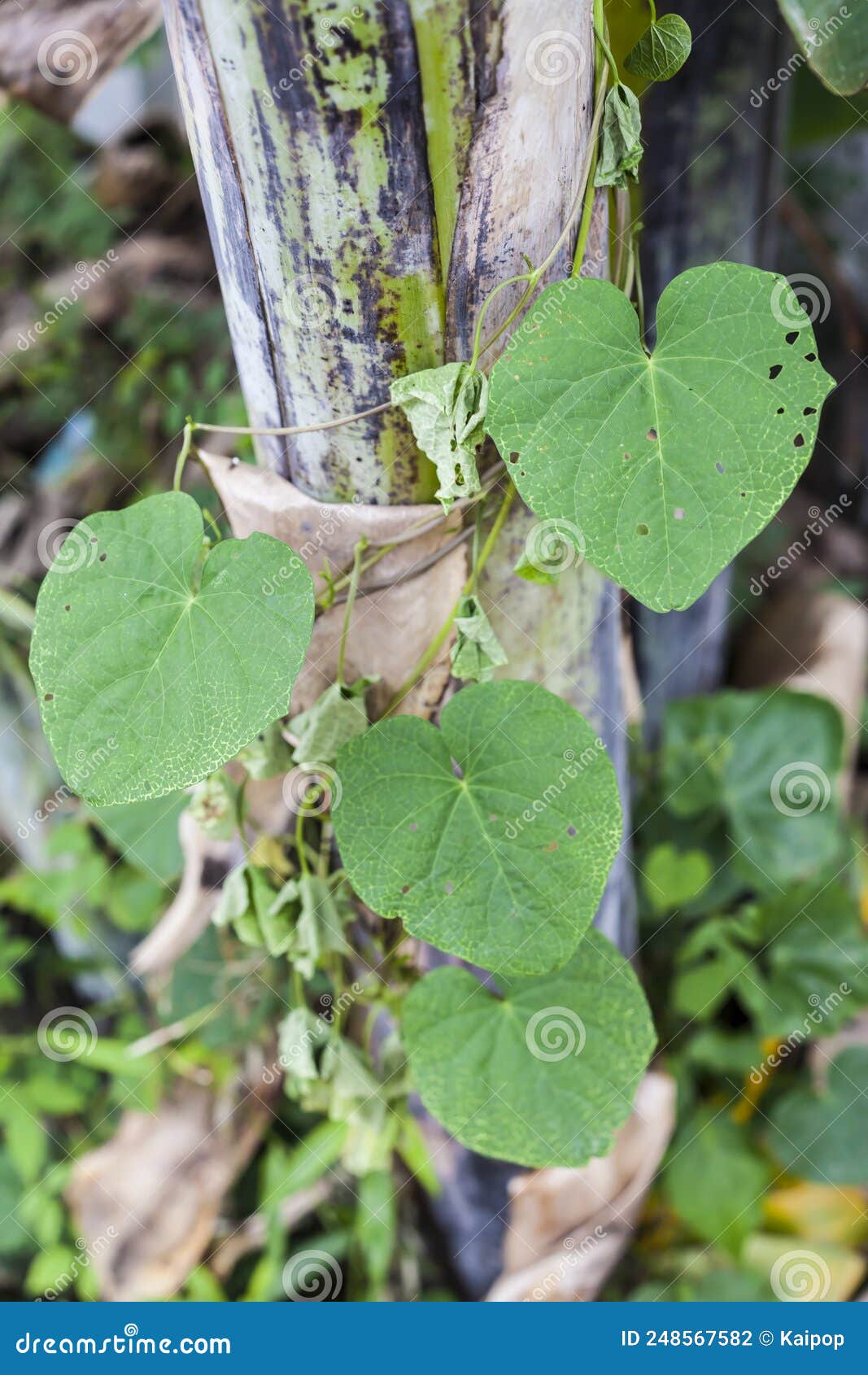 Poison Ivy Near a River Bank, Virginia Stock Photo - Image of flora ...