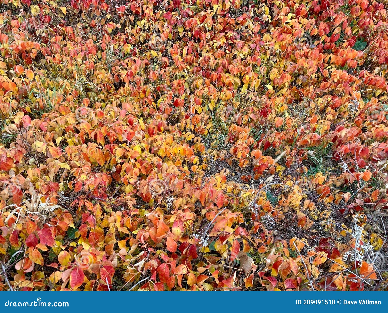 Poison Ivy Background stock photo. Image of plants, nature - 209091510