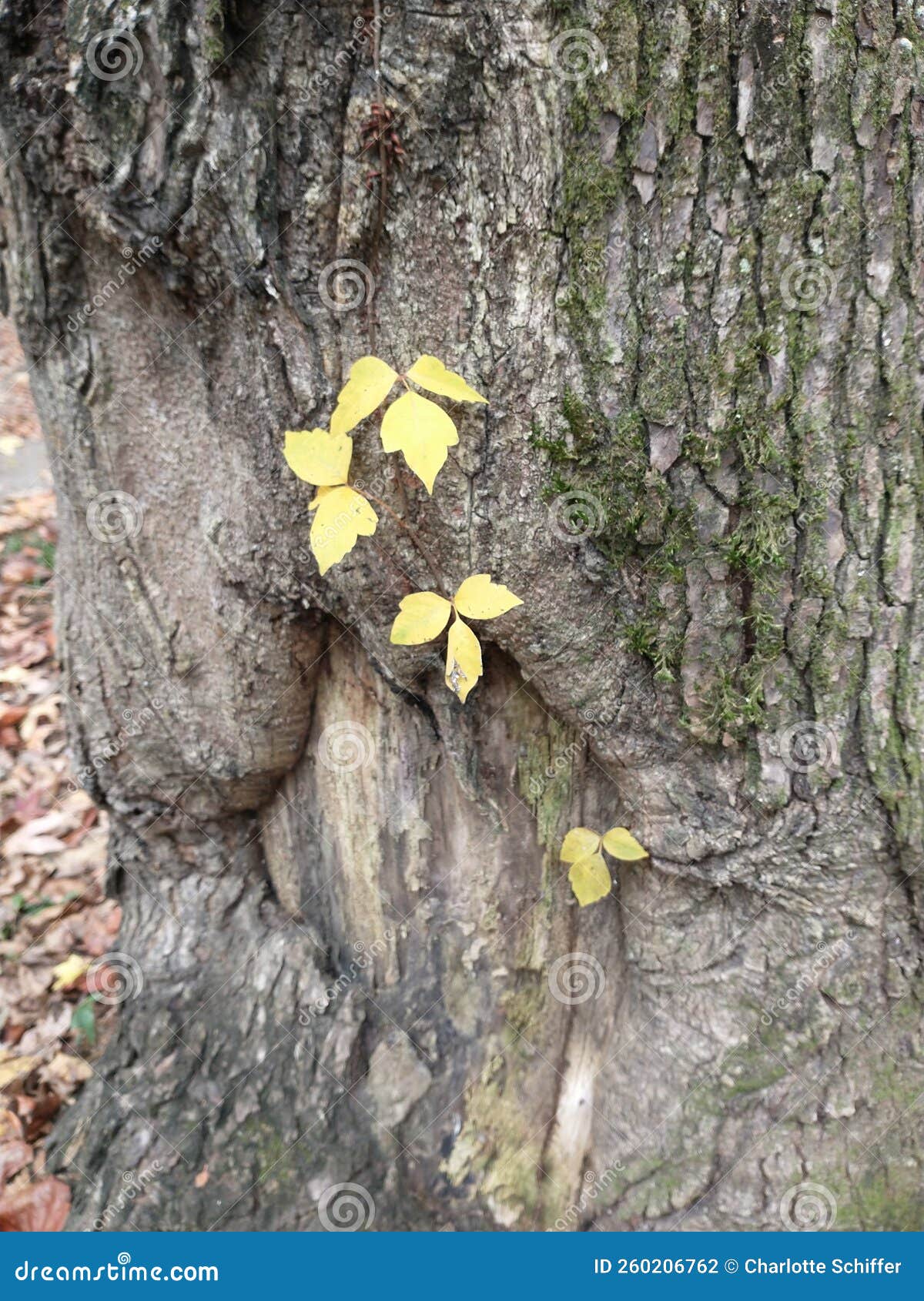 Poison Ivy Fall Color on Tree Trunk Stock Photo - Image of yellow, leaf ...
