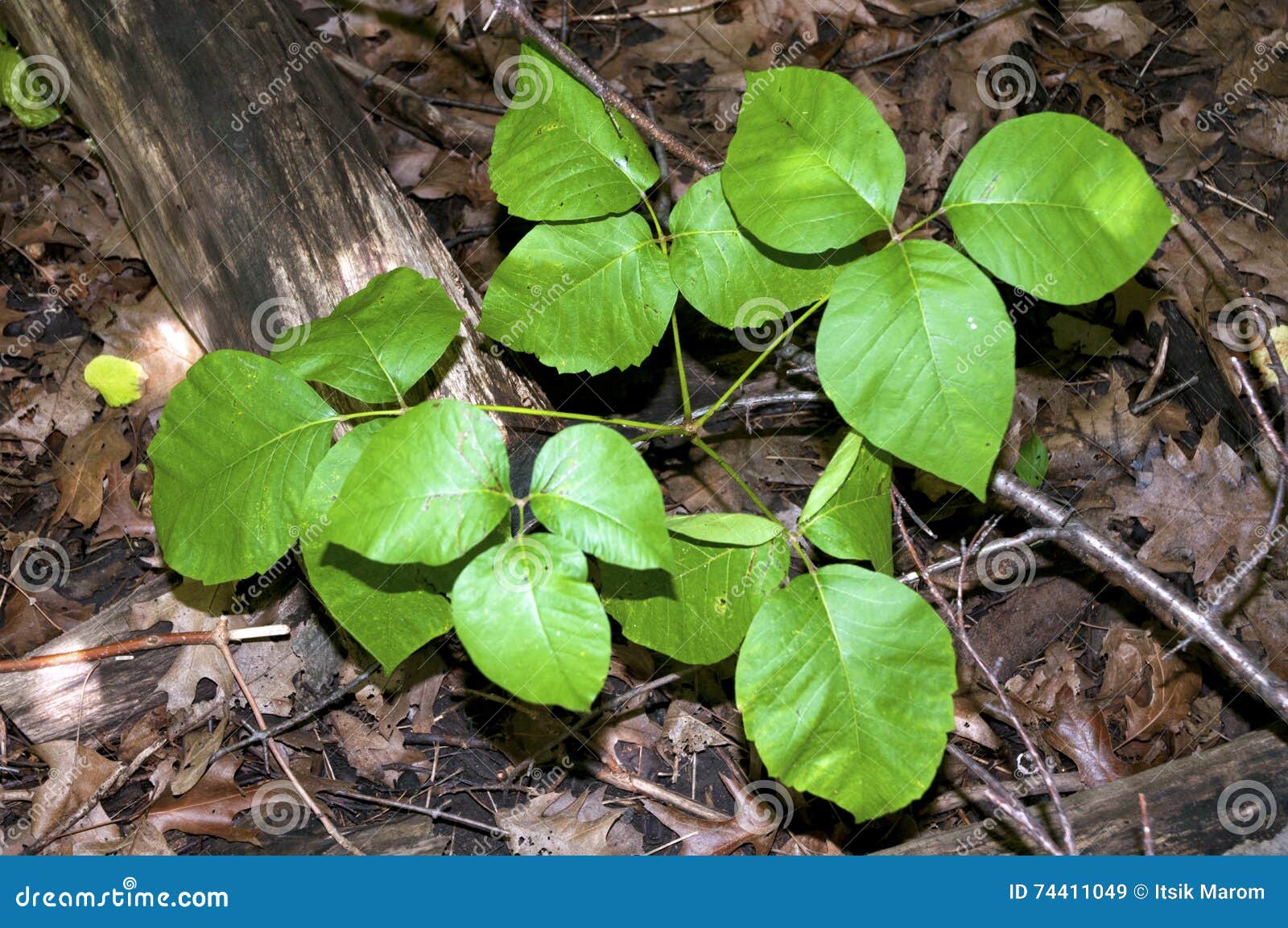 Poison Ivy stock image. Image of danger, warning, leaf - 74411049