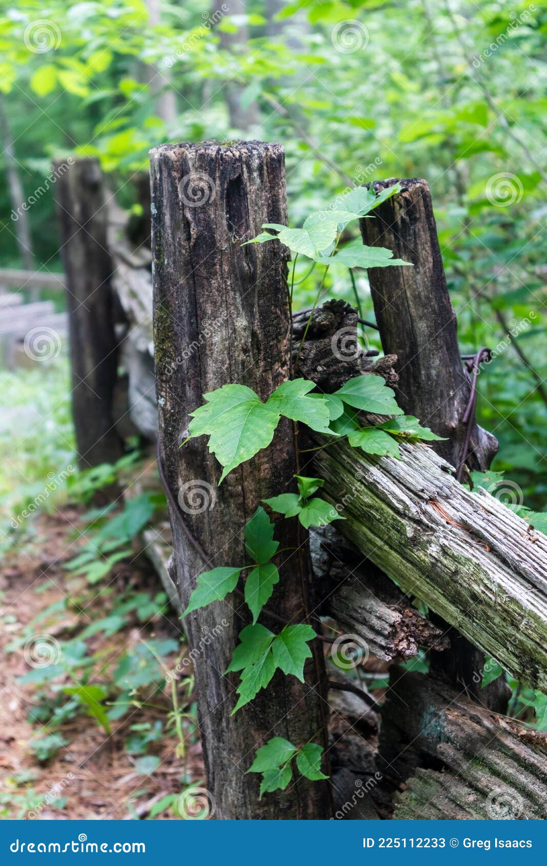 Poison Ivy Growing Up Tree Trunk Stock Photo | CartoonDealer.com #225111786 Poison Ivy Growing Up Tree Trunk Stock Photo | CartoonDealer.com #225111786
