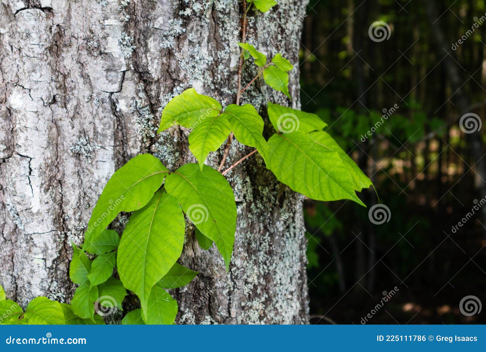 Poison Ivy Growing Up Tree Trunk Stock Photo - Image of radicans ...