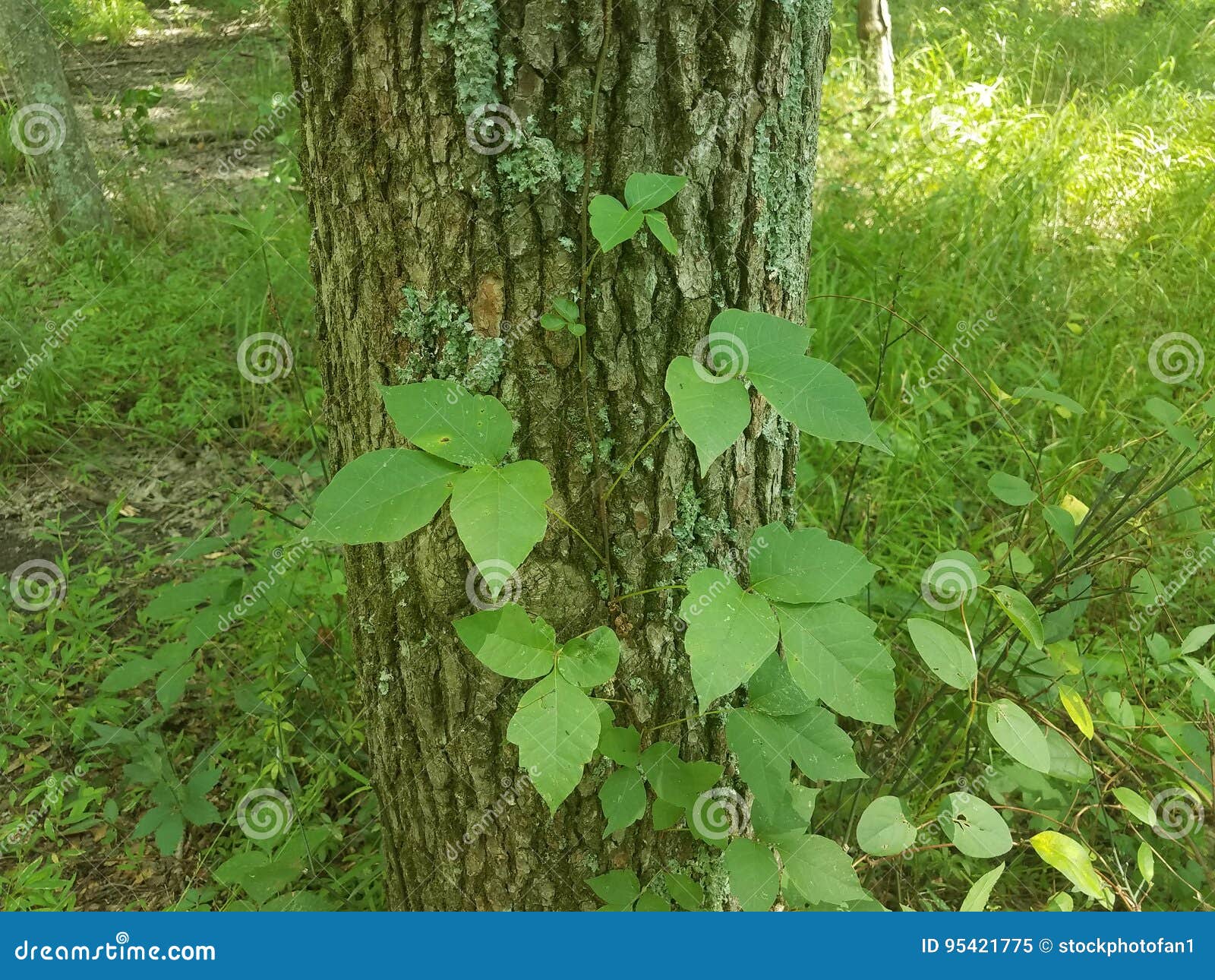 Poison Ivy Growing Wild On Tree Royalty-Free Stock Photo ... Poison Ivy Growing Wild On Tree Royalty-Free Stock Photo ...