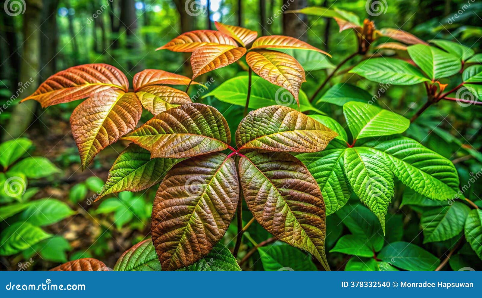 Urushiol Poison Ivy Allergen Molecule. Also Present In Poison Oak ...