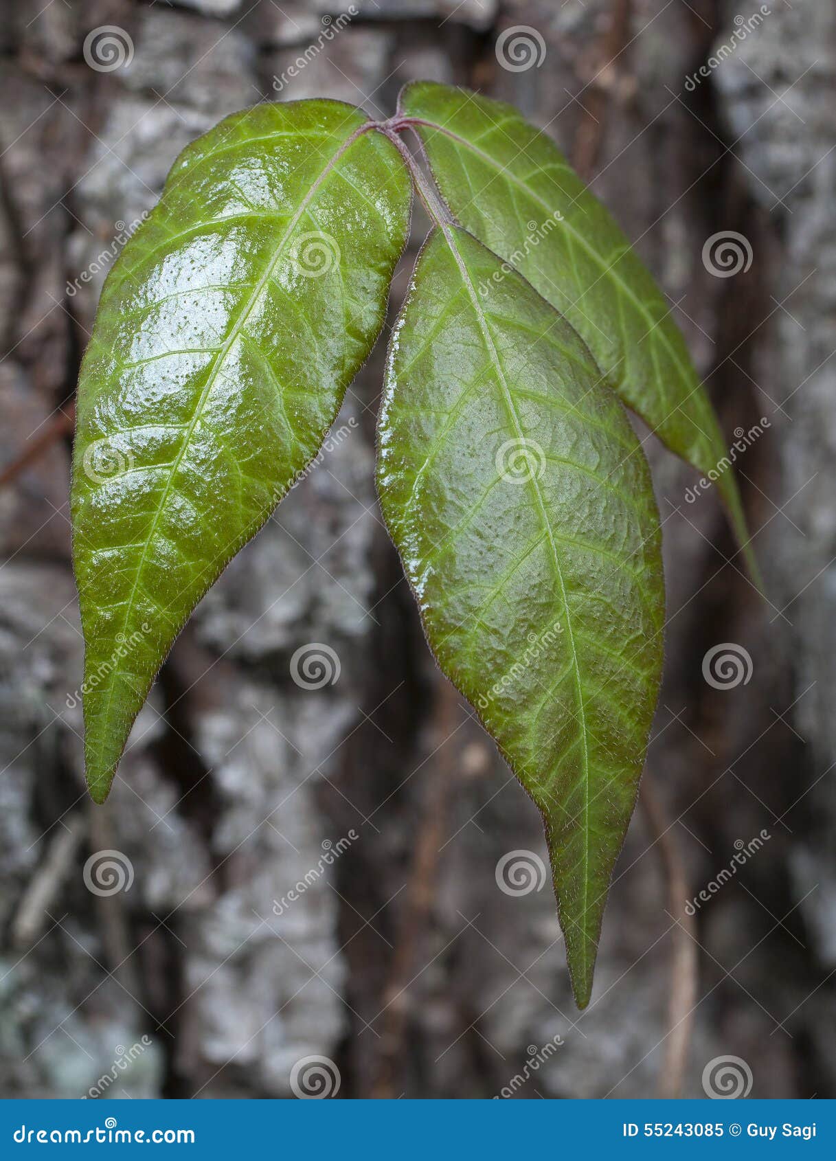 Poison ivy leaves stock image. Image of pine, wood, grey - 55243085