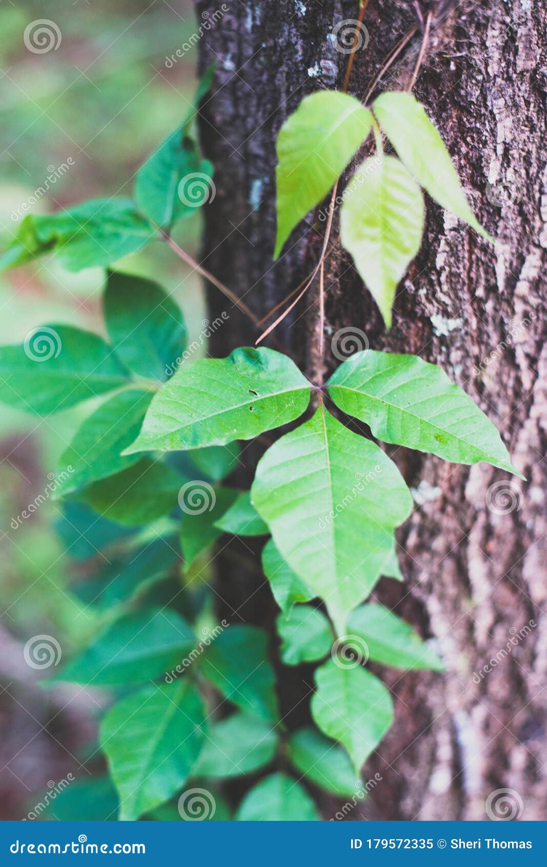 Poison Ivy/Poison Oak Vine on a Tree Stock Image - Image of scratch ...