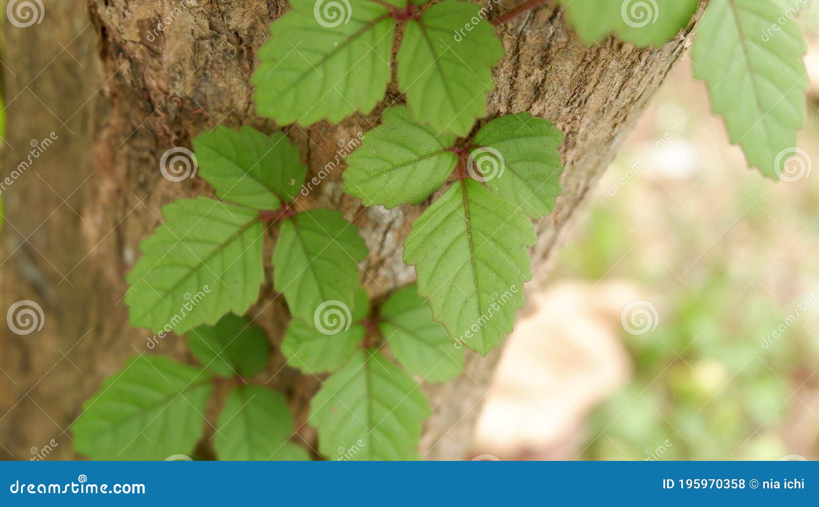 Poison Ivy Plants at the Tree Trunk Stock Photo - Image of blossom ...