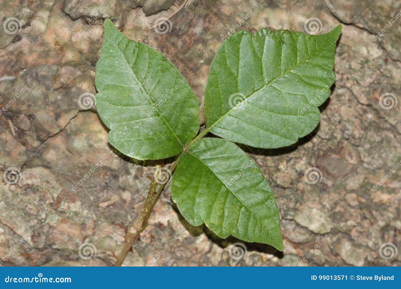 Poison Ivy Toxicodendron Radicans Stock Image - Image of flora, stem ...