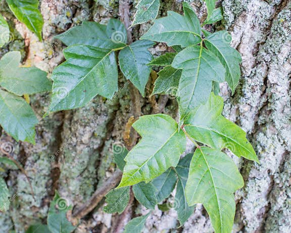 Poison Ivy on Tree Trunk stock image. Image of toxic - 77674929